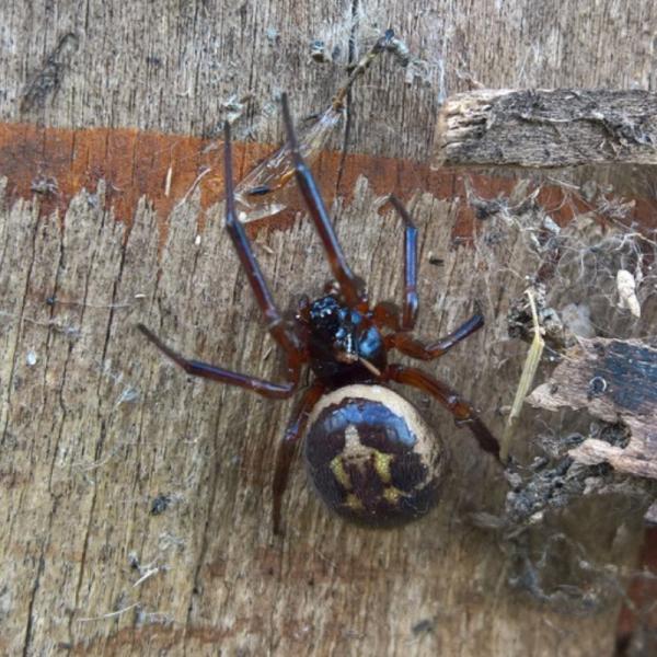 spider with pattern on back uk