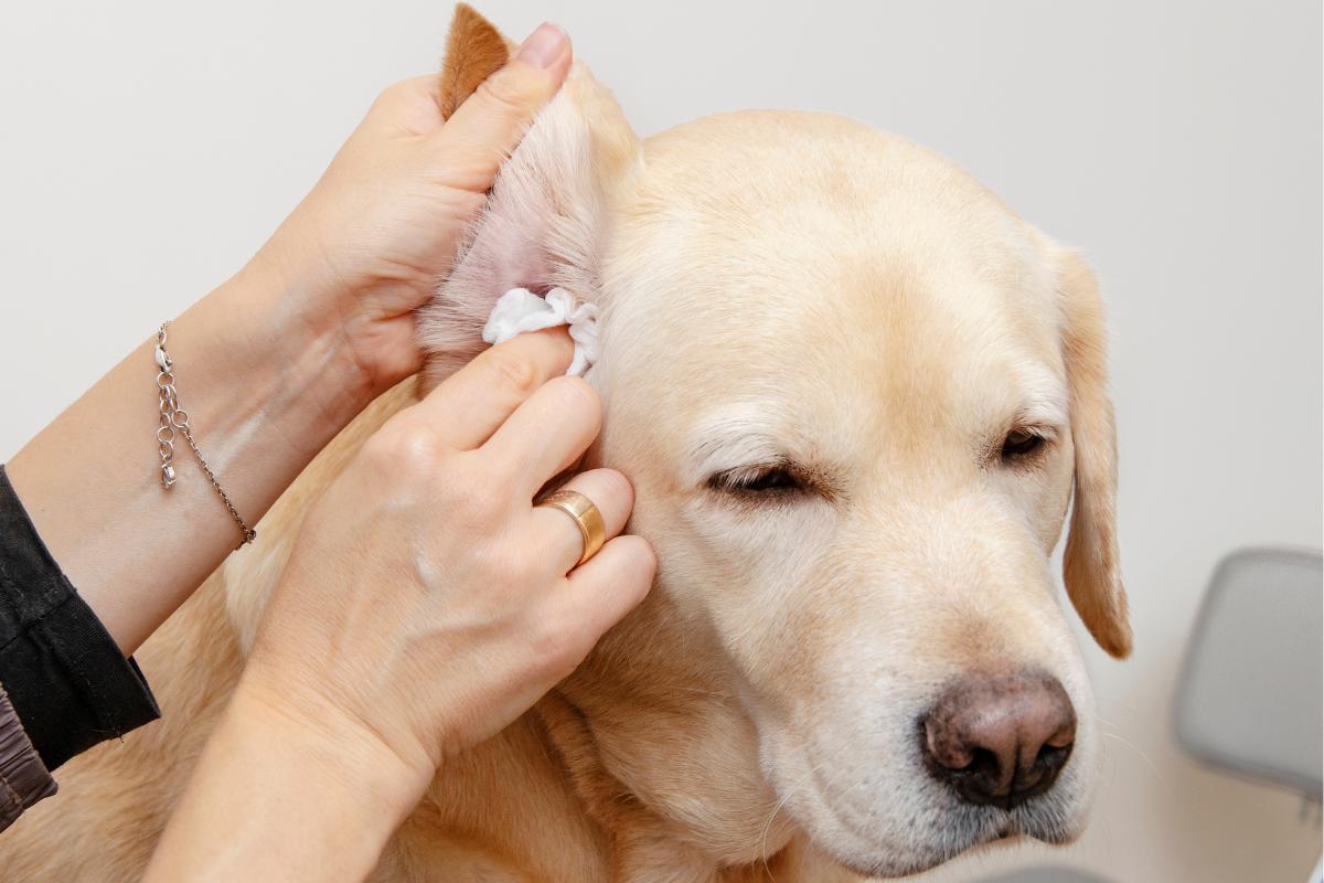 Can Hydrogen Peroxide Help Treat Dog Ear Infections Benefits And Risks