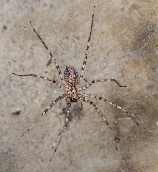 Are There Venomous Spiders in the UK? - Venomous British Spiders