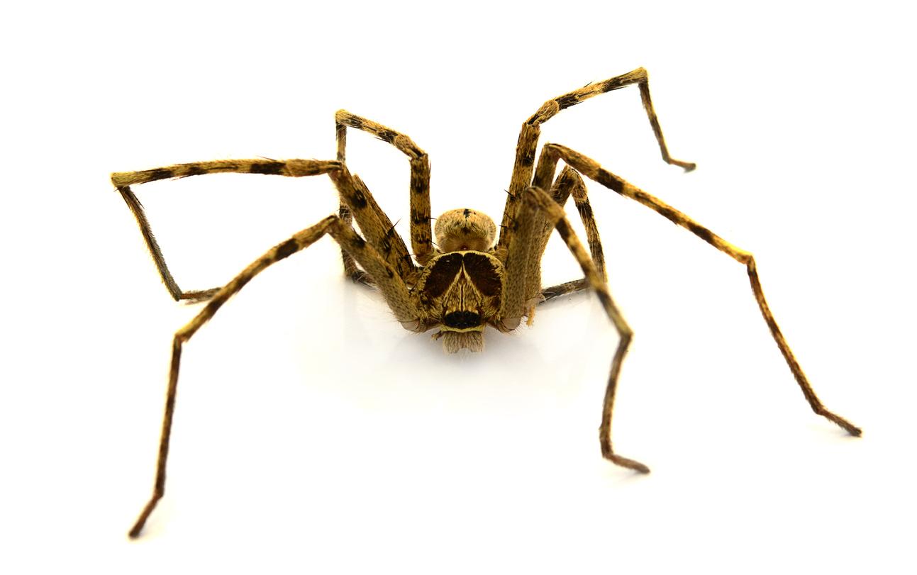 Are There Venomous Spiders in the UK? - Venomous British Spiders
