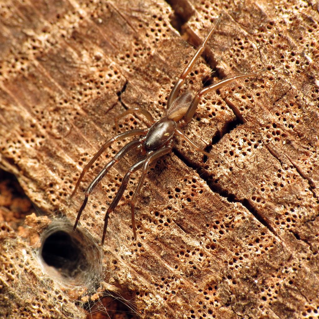 Are There Venomous Spiders in the UK? - Venomous British Spiders