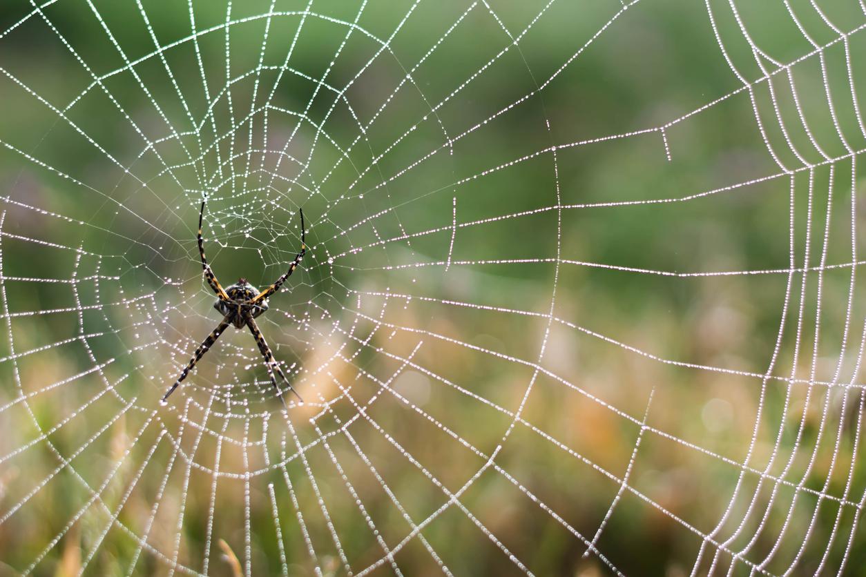 Are There Venomous Spiders in the UK? - Venomous British Spiders