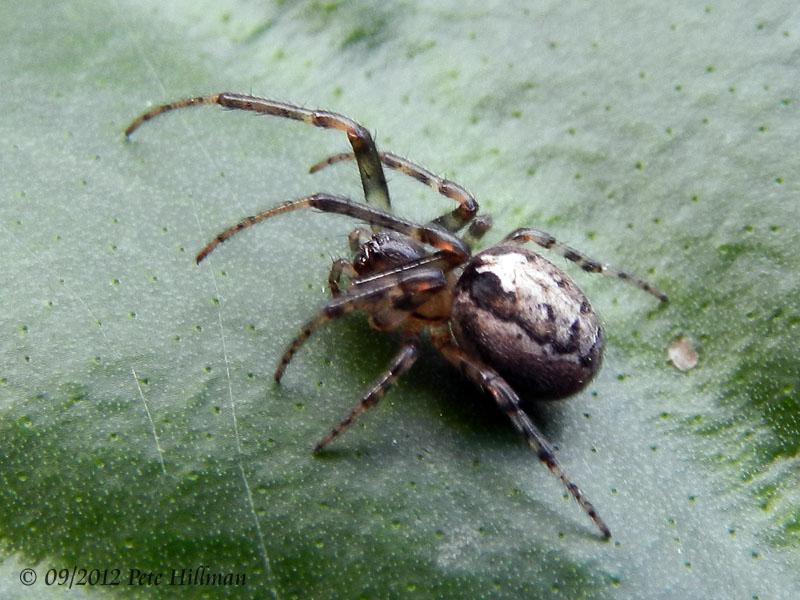 Are There Venomous Spiders in the UK? - Venomous British Spiders