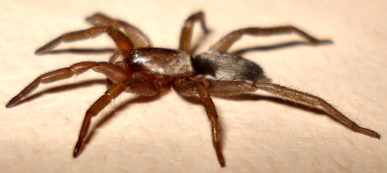 Are There Venomous Spiders in the UK? - Venomous British Spiders