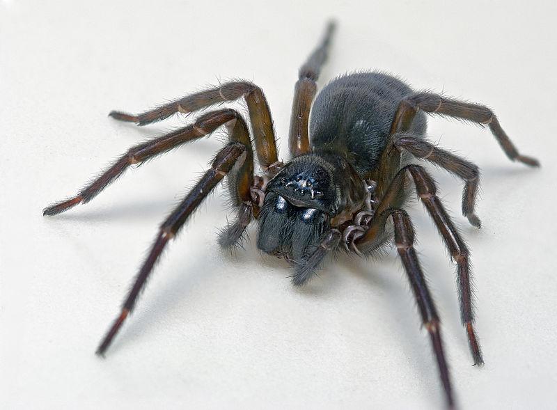 Are There Venomous Spiders in the UK? - Venomous British Spiders