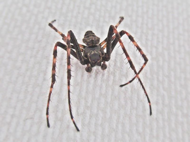 Are There Venomous Spiders in the UK? - Venomous British Spiders