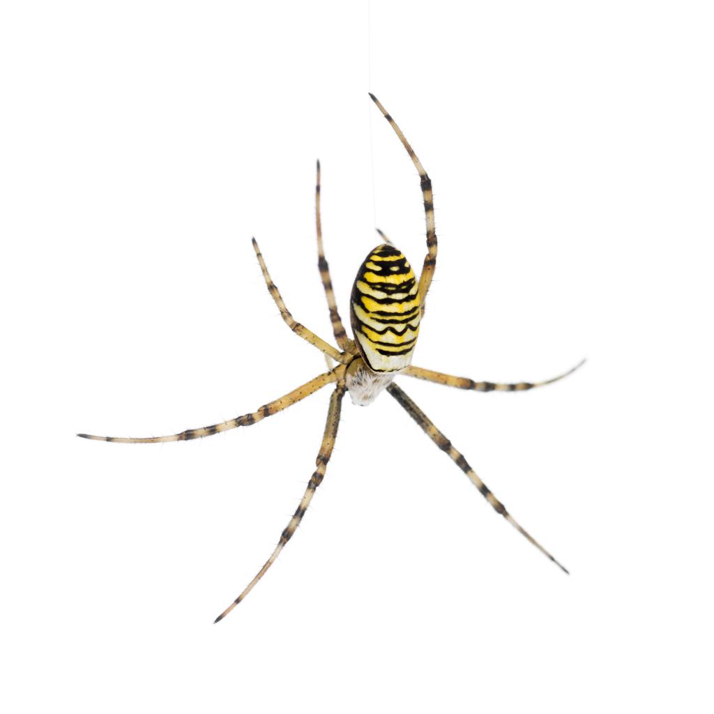 Are There Venomous Spiders in the UK? - Venomous British Spiders