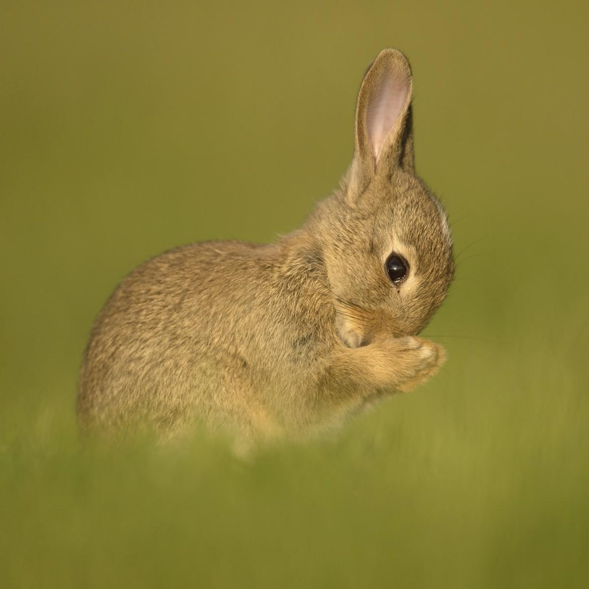 Why does my Rabbit Lick Itself?