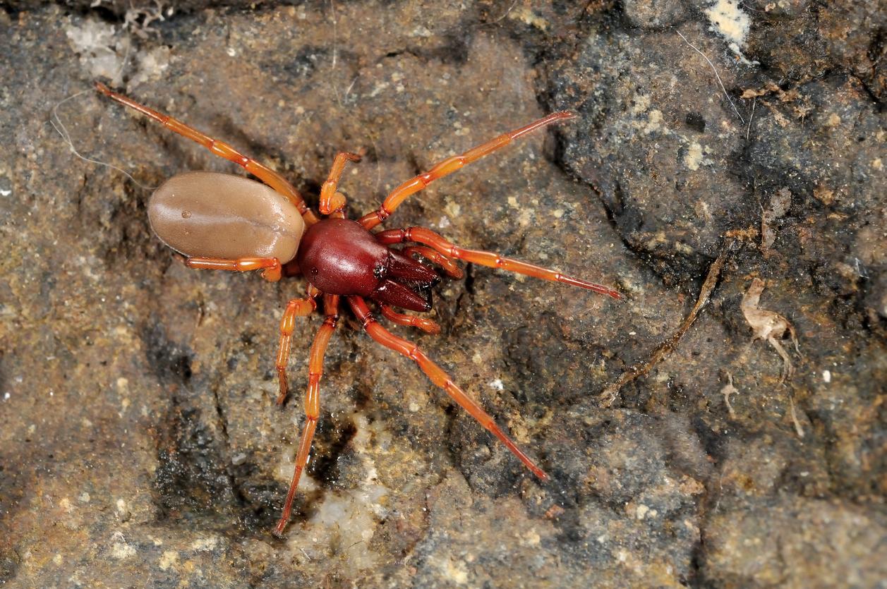 Are There Venomous Spiders in the UK? - Venomous British Spiders