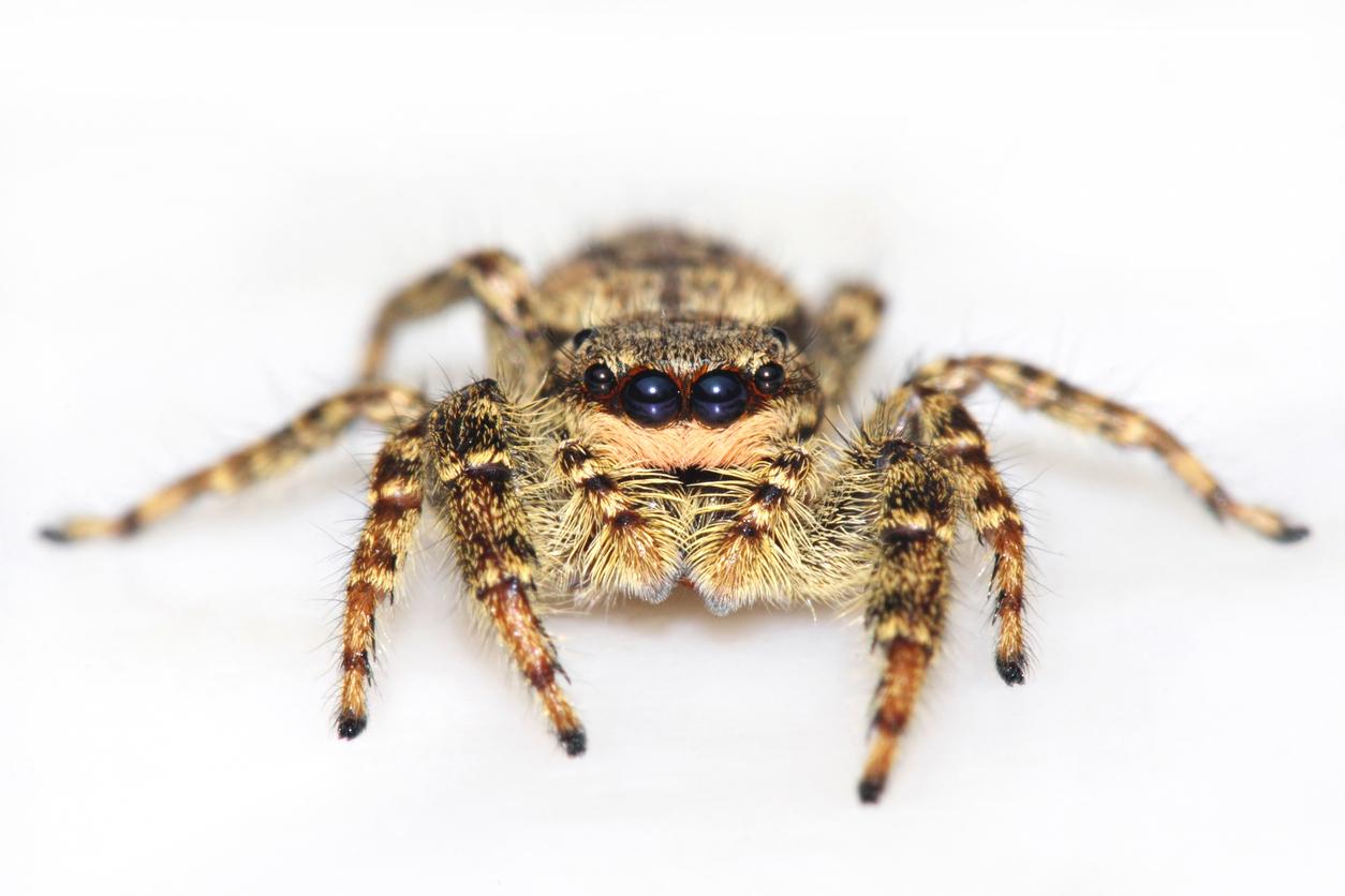 Are There Venomous Spiders in the UK? - Venomous British Spiders