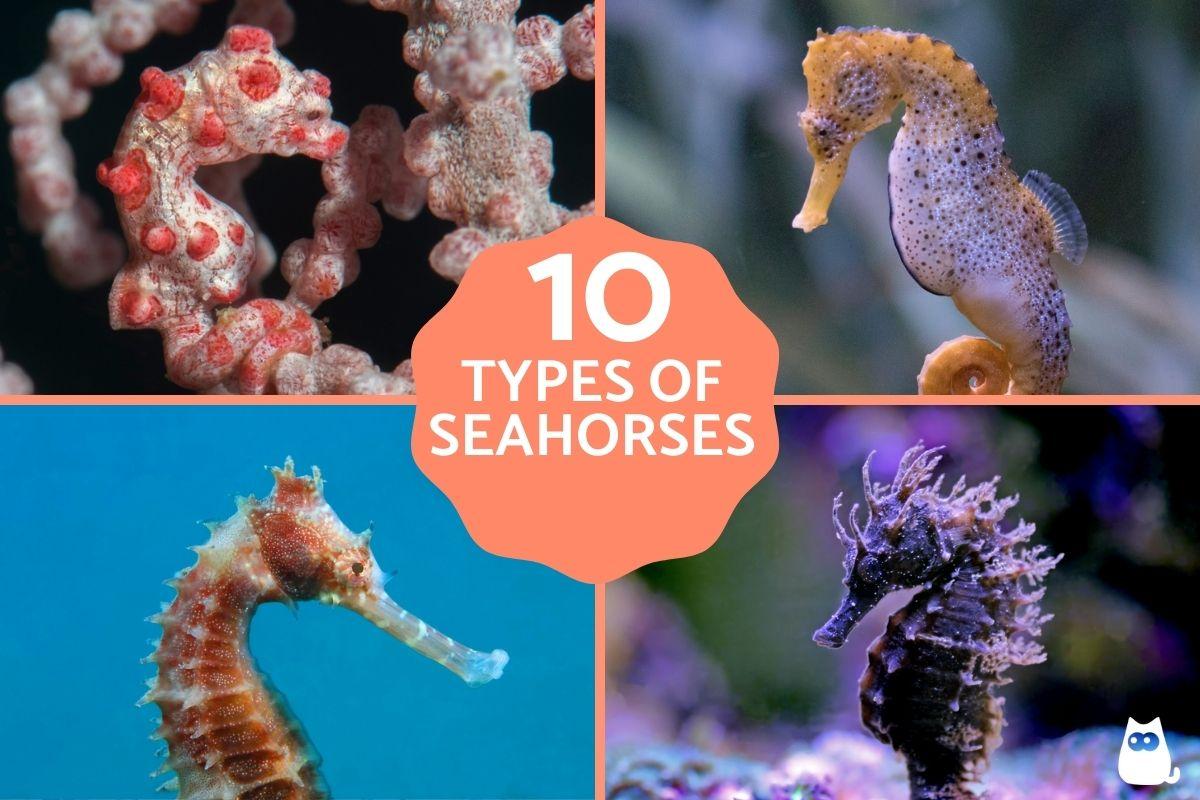 10 Different Types of Seahorses - Characteristics, Colors, and Fun Facts