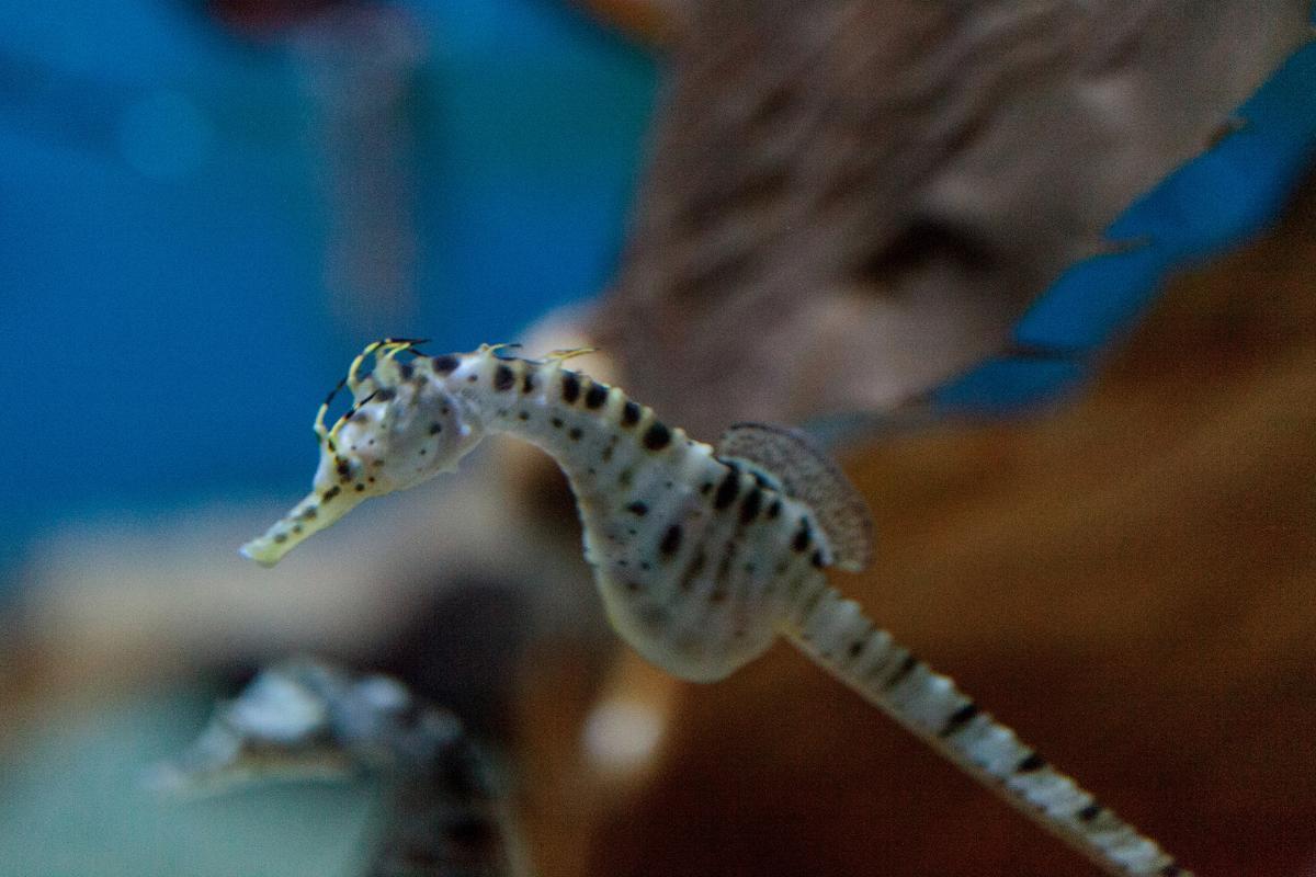 10 Different Types of Seahorses - Characteristics, Colors, and Fun Facts
