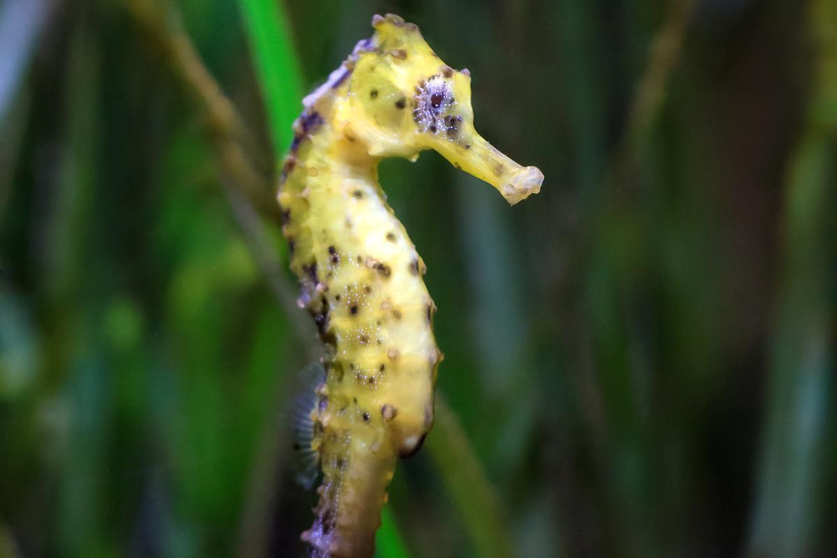 10 Different Types of Seahorses - Characteristics, Colors, and Fun Facts