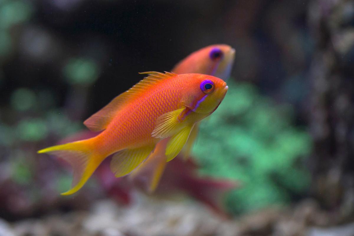 How Long Do Aquarium Fish Live? - Lifespan Guide