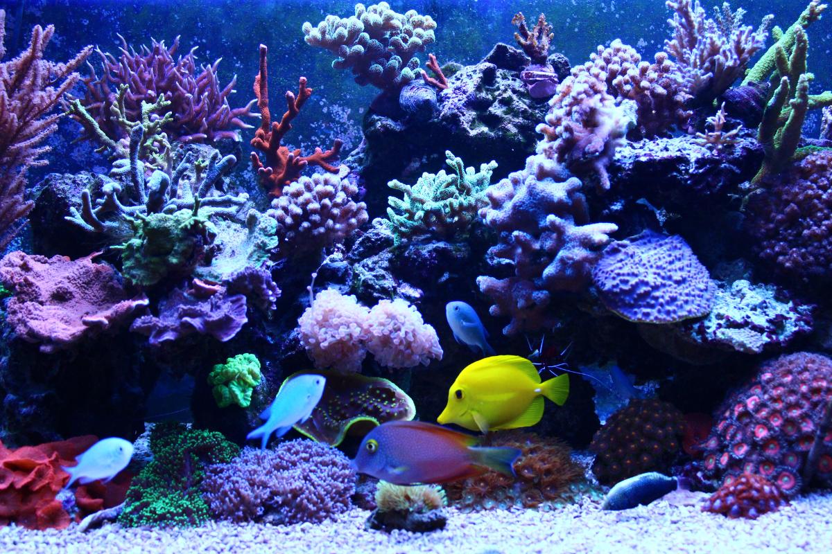 How Long Do Aquarium Fish Live? - Lifespan Guide