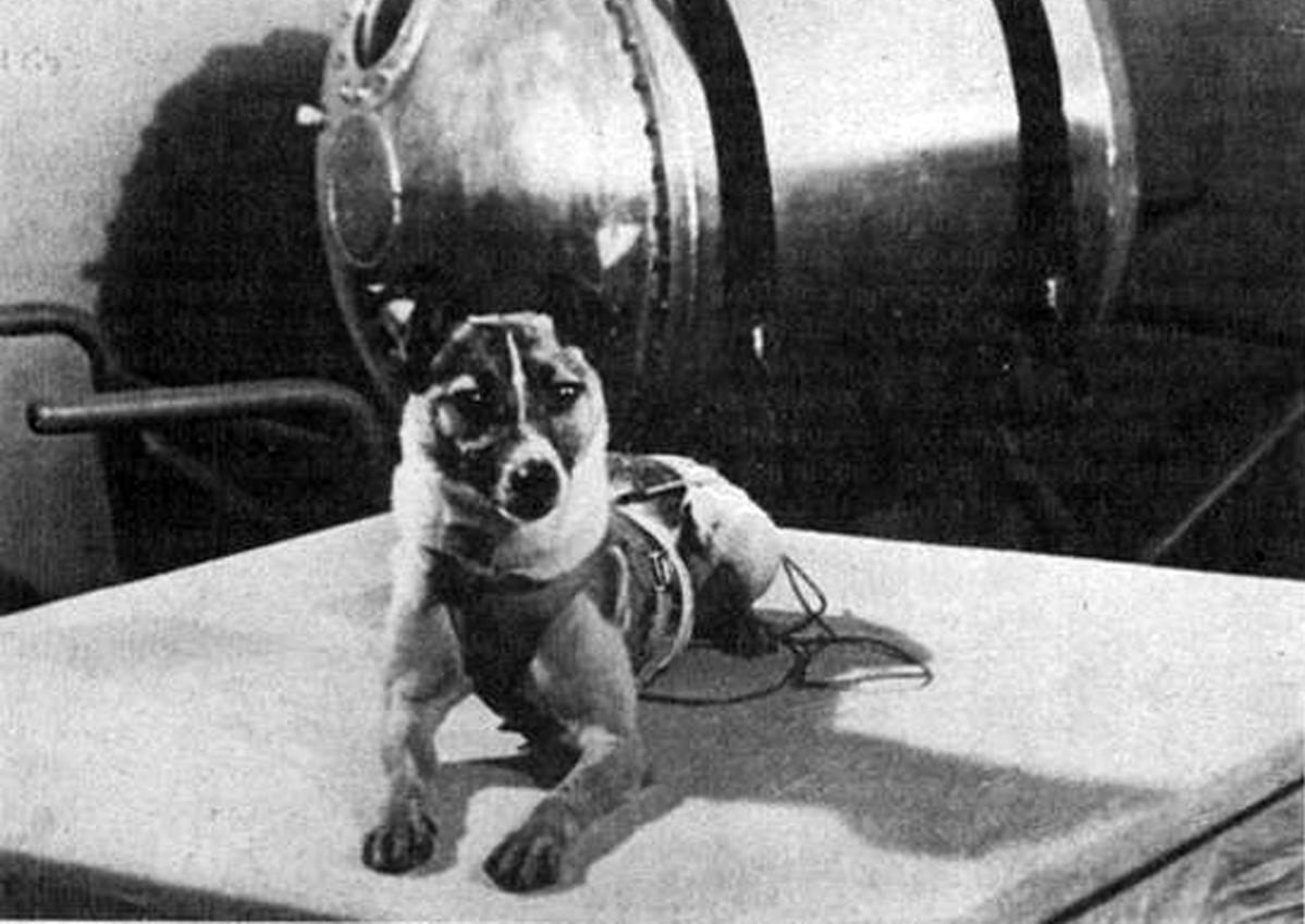 The Story of Laika: The First Dog in Space