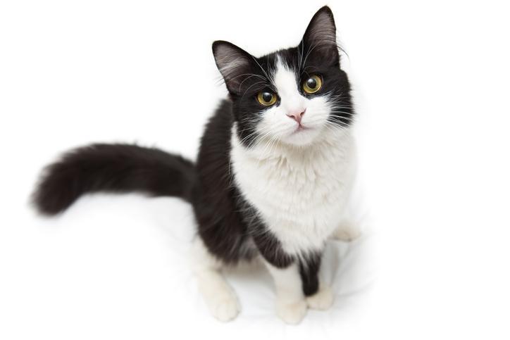 Ivermectin for cats - Dosage and Uses