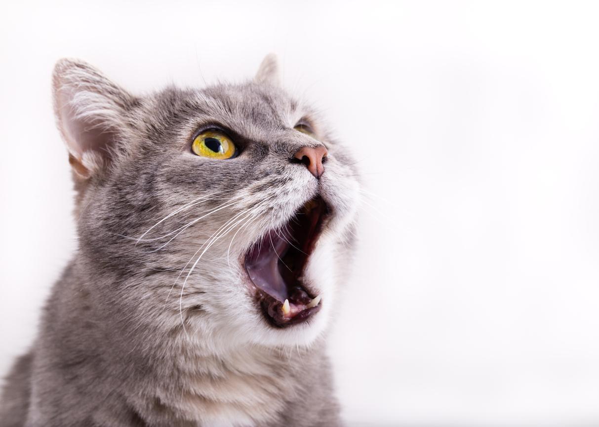 12 Things that Make Cats Go Crazy