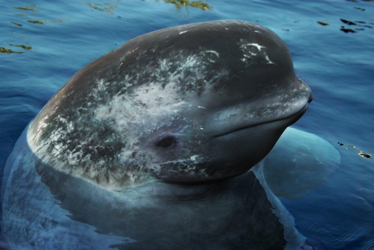 What Are Hybrid Animals? - 20+ REAL Hybrid Animals - Examples, Features ...