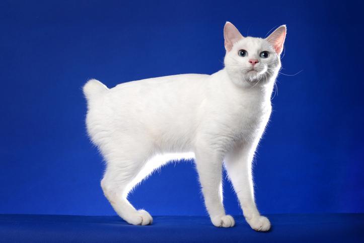 10 Smartest Cat Breeds in the World - With Photos