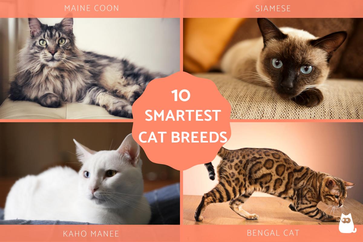 10 Smartest Cat Breeds In The World With Photos