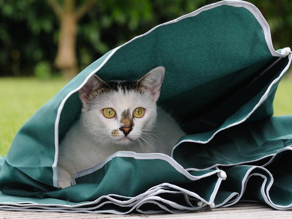 Tips to Stop Your Cat from Chewing Wires