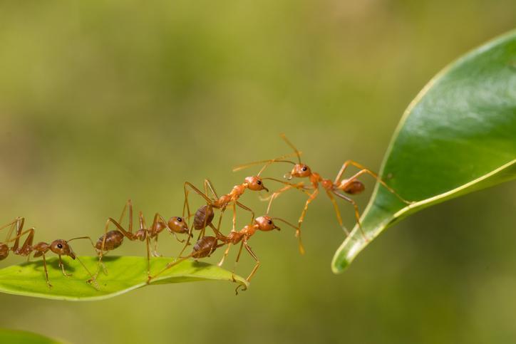 15 Fun and Interesting Facts About Ants - Habitat, Communication, and ...