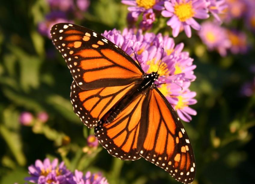 20+ Incredible Animals that Migrate and Why - List with Pictures