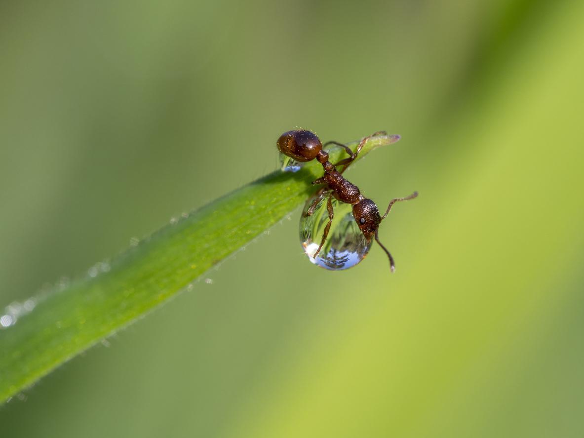 15 Fun and Interesting Facts About Ants - Habitat, Communication, and ...