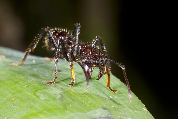 15 Fun and Interesting Facts About Ants - Habitat, Communication, and ...
