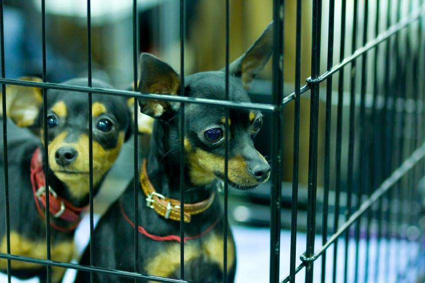 Caring for a Prague Ratter