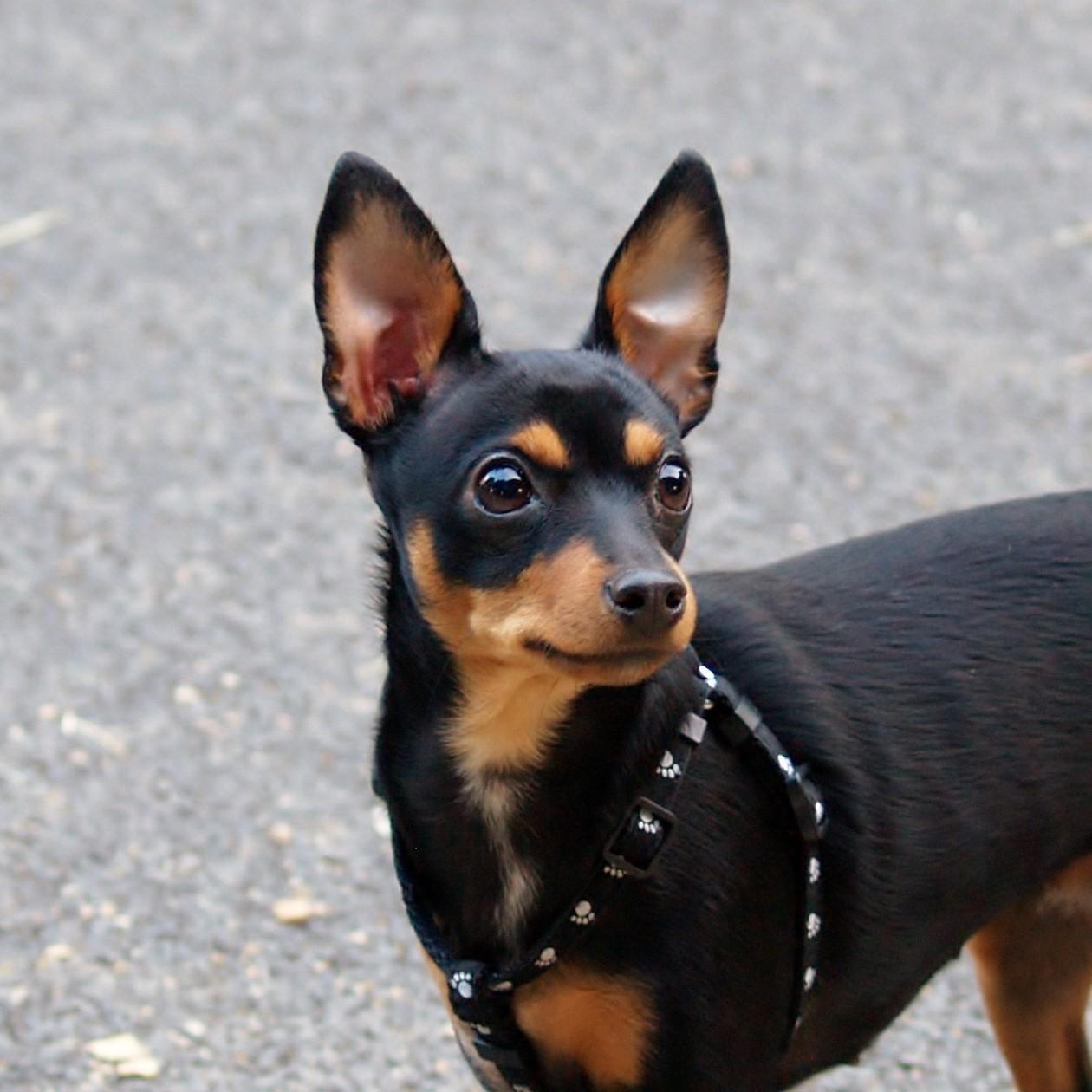 Caring for a Prague Ratter