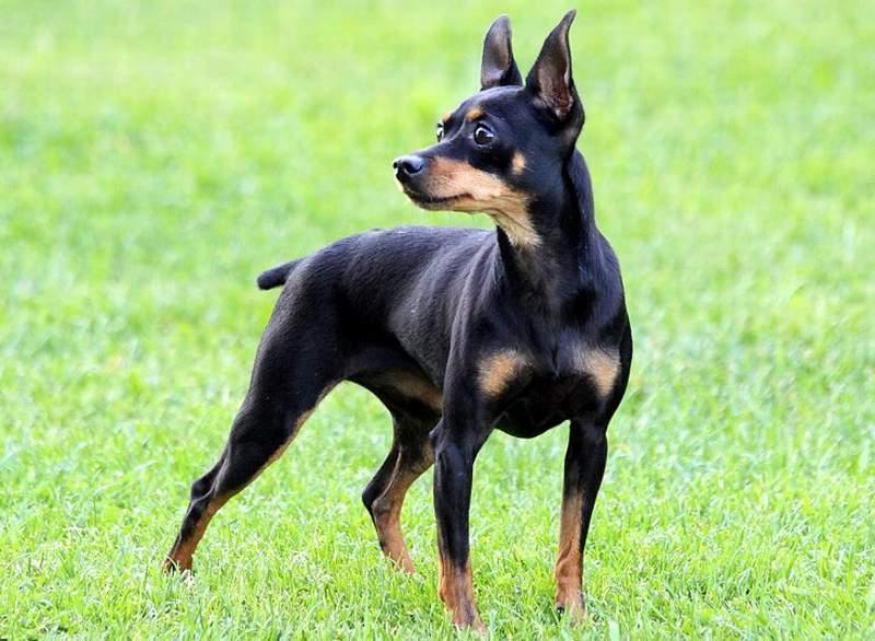 Caring for a Prague Ratter