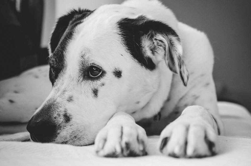 Is My Dog Dying? - Symptoms of a Dying Dog
