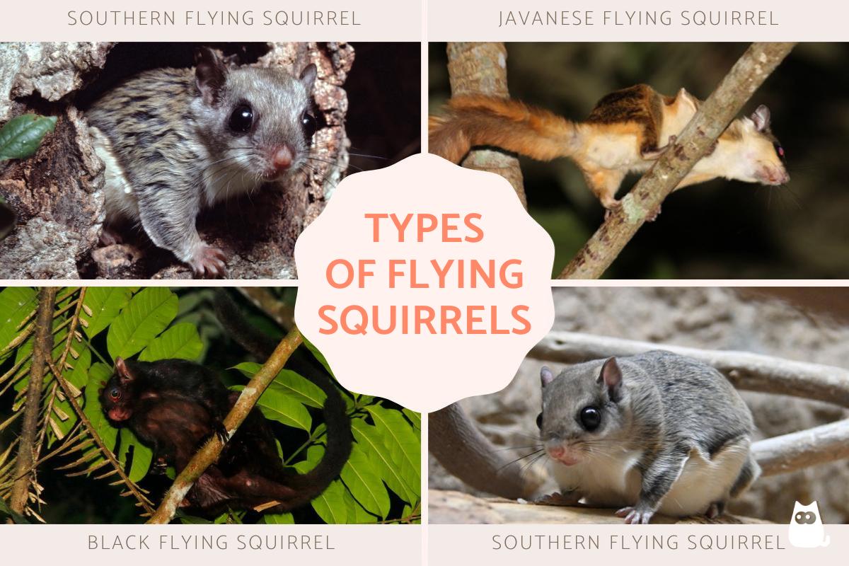 Different Types of Flying Squirrels - Species With Photos