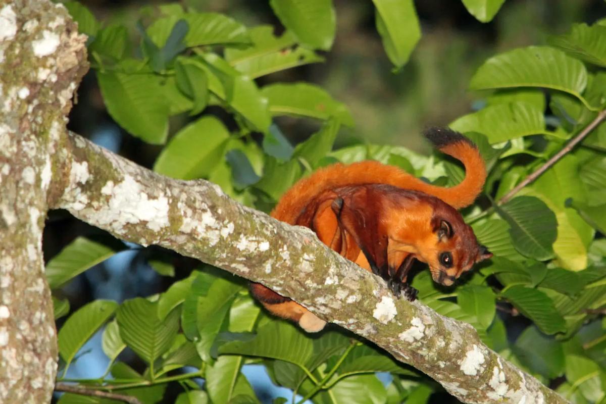 Different Types of Flying Squirrels - Species With Photos
