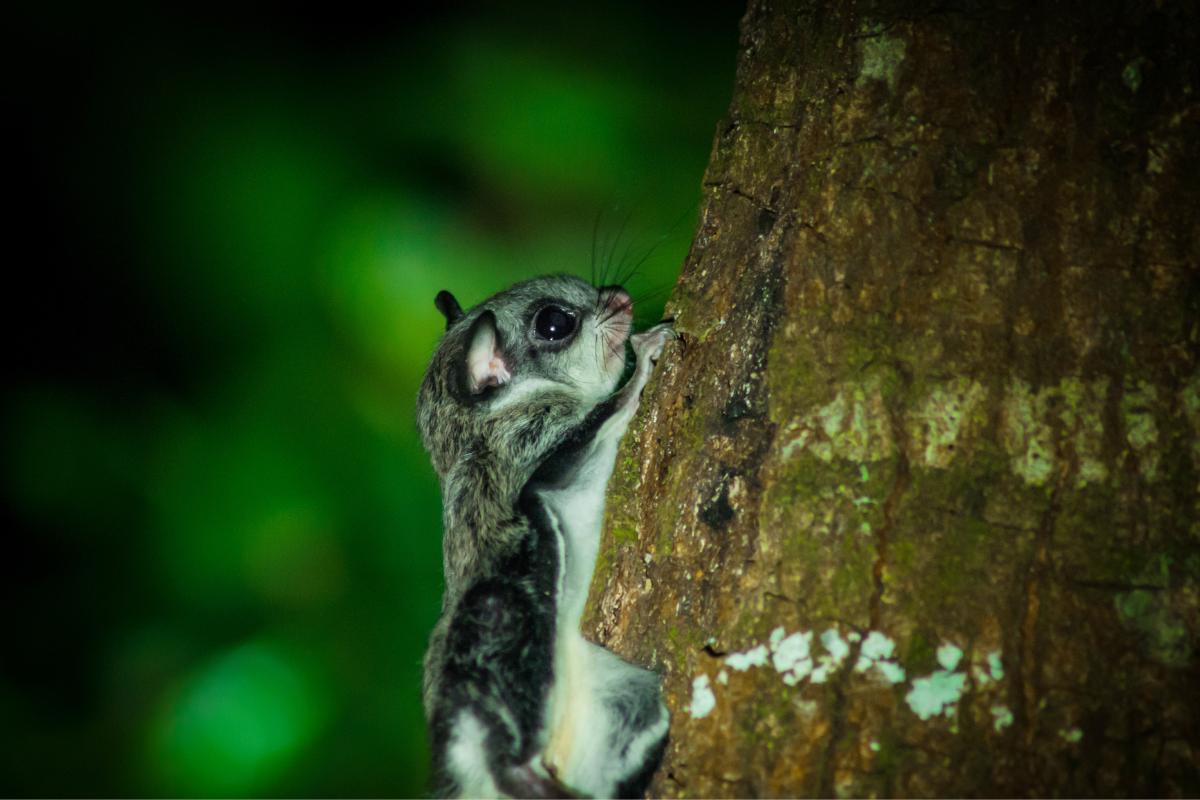 Different Types of Flying Squirrels - Species With Photos