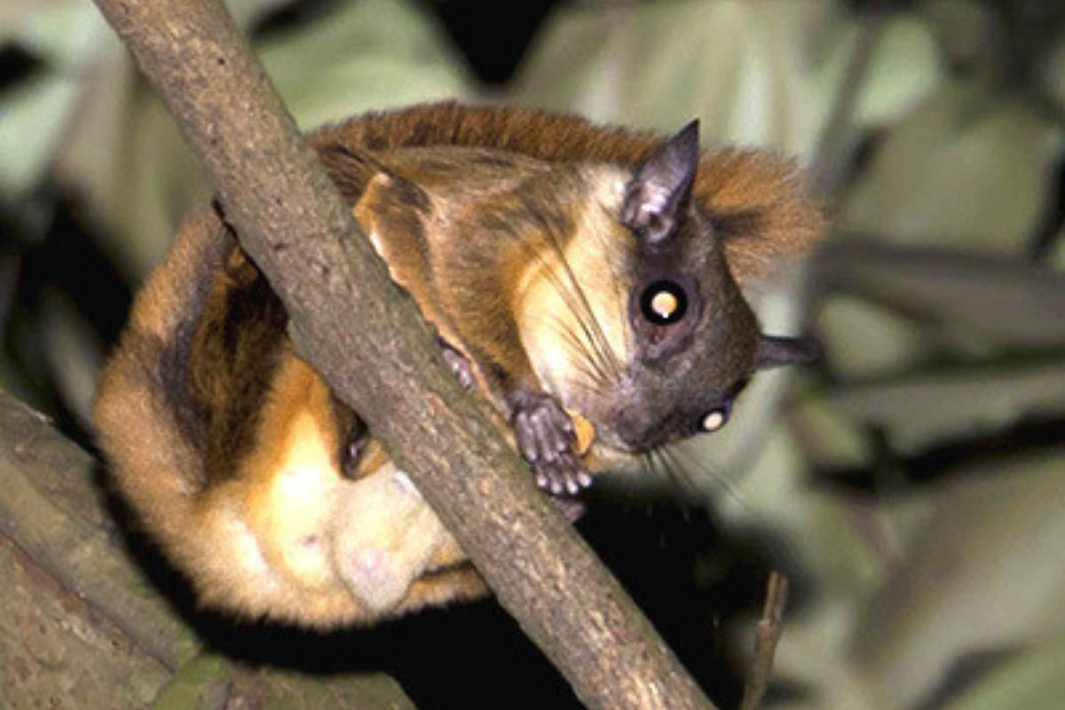 Different Types of Flying Squirrels - Species With Photos