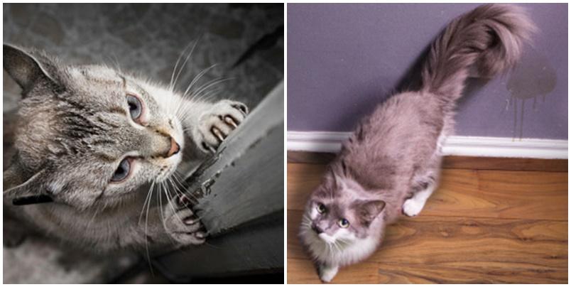 My Neutered Cat Keeps Marking - Male and Female Cats