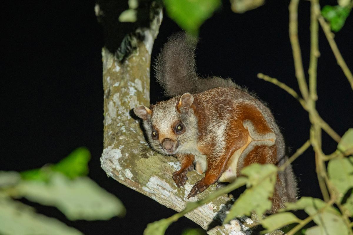Different Types of Flying Squirrels - Species With Photos
