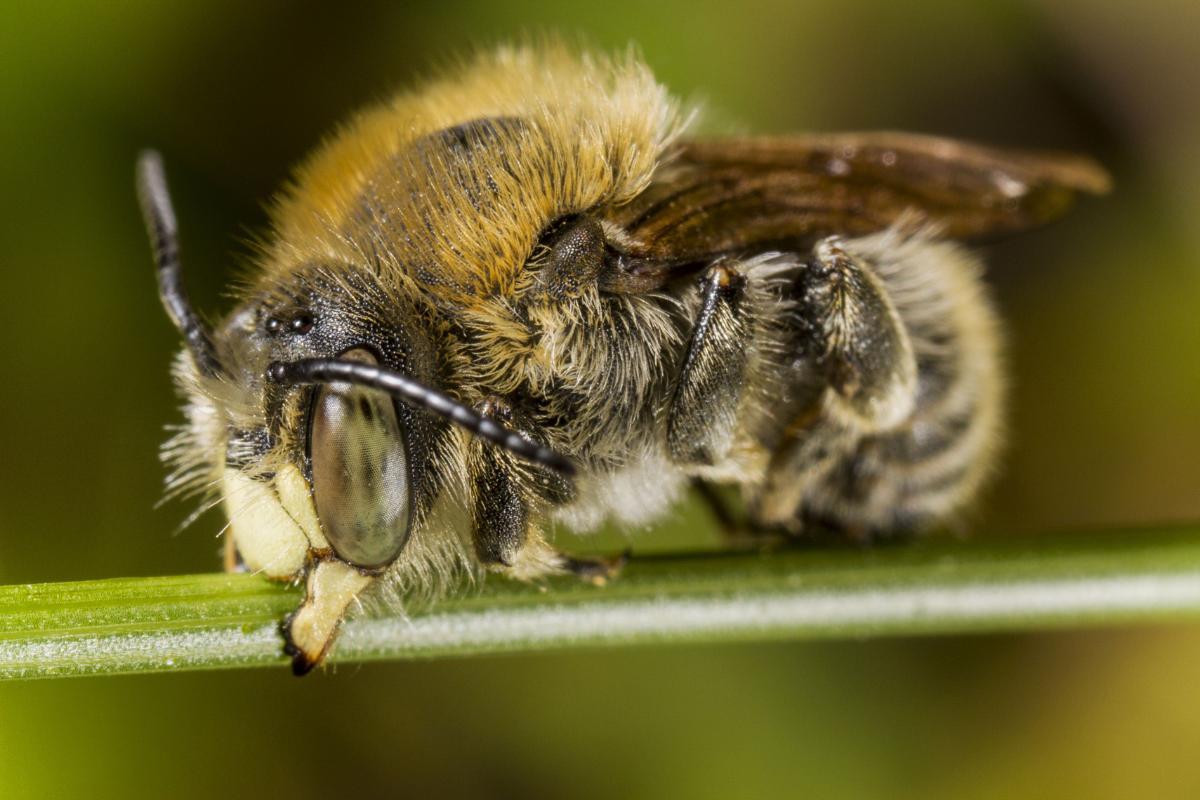 Do Insects Sleep? - How and Where Bugs Sleep