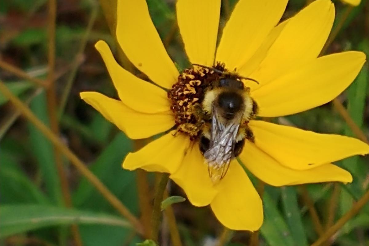 Do Insects Sleep? - How and Where Bugs Sleep