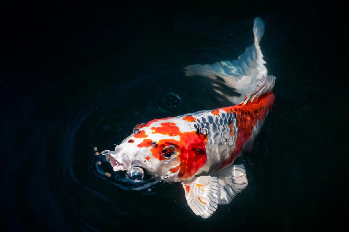 The Legend of the Koi Fish - What It Means in Chinese and Japanese Folklore