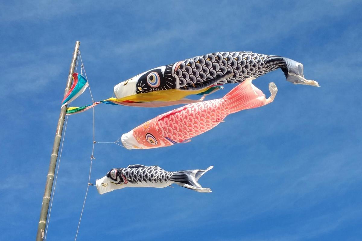 The Legend of the Koi Fish - What It Means in Chinese and Japanese Folklore