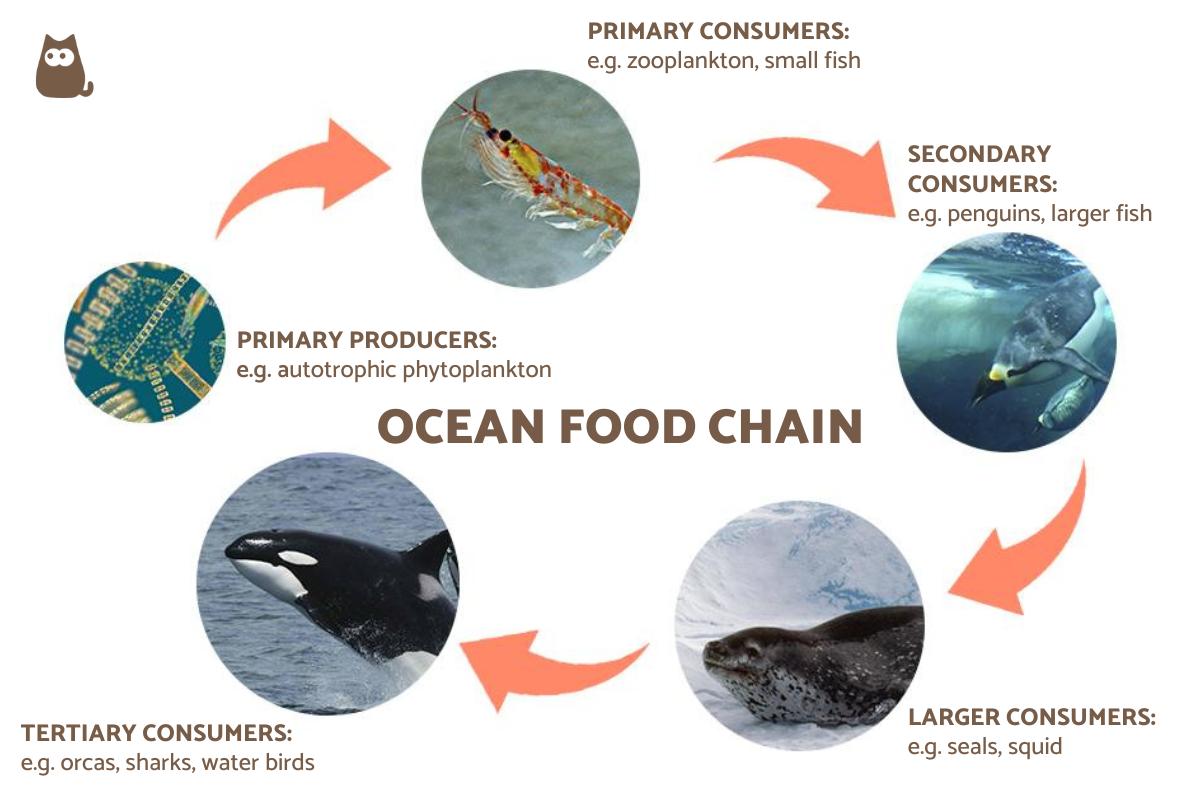 The Food Chain of the Ocean - Marine Ecosystem Food Web