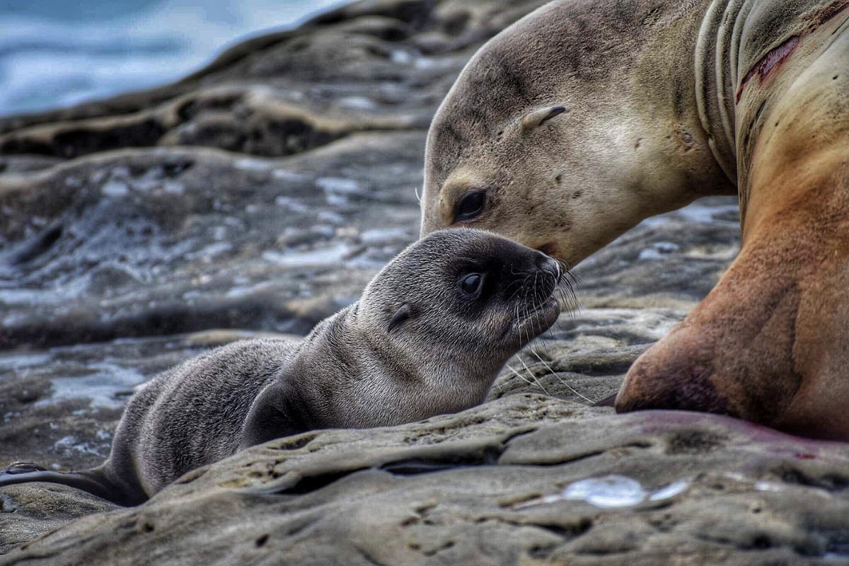 How Do Seals Reproduce? - Seal Mating and Reproduction