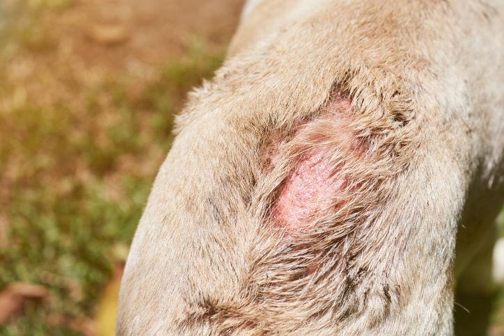Why Does My Dog Have Irritated Skin? - Causes and Recommendations