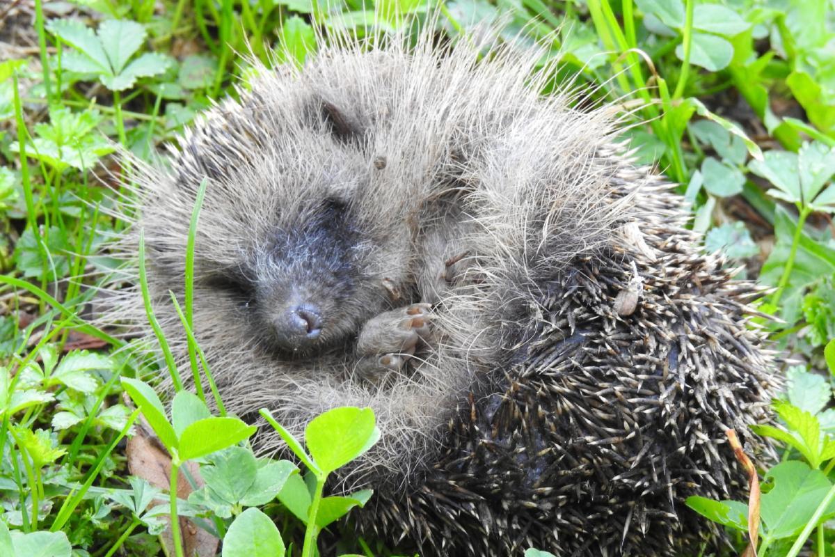 How Long Do Hedgehogs Live? - Hedgehog Lifespan of Domestic and Wild ...