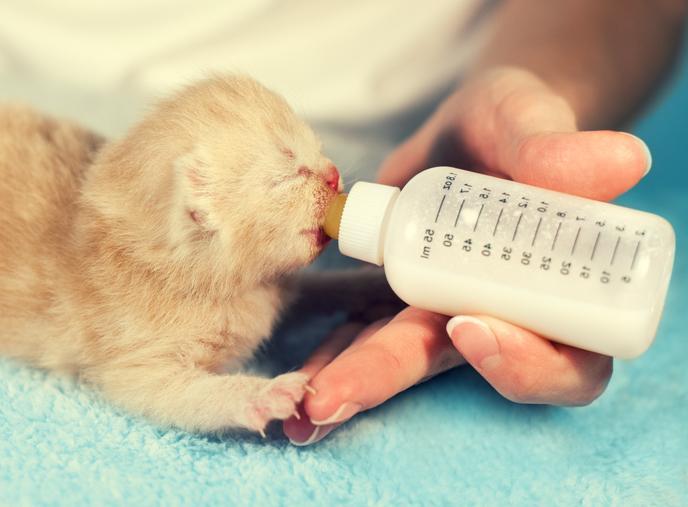 How Often Should a Cat Eat? - Feeding Guide for Kittens, Adults, and ...