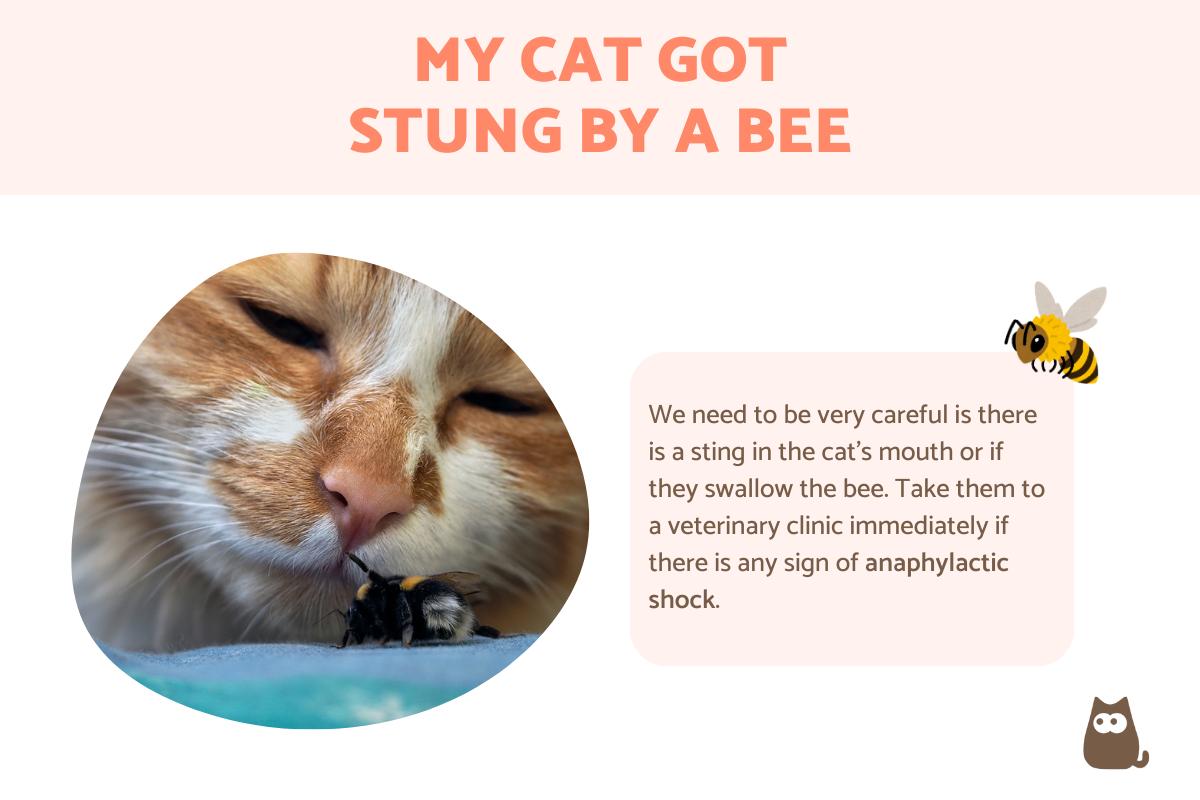 My Cat Got Stung by a Bee - Bee Sting in Cat's Mouth